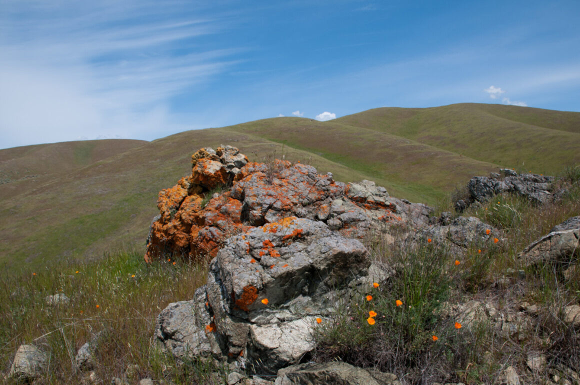 Healing in Nature Series: Coyote Ridge - Green Foothills