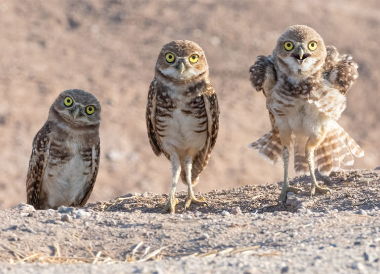 Burrowing Owls - photo credit Wendy Miller featured image - Green Foothills