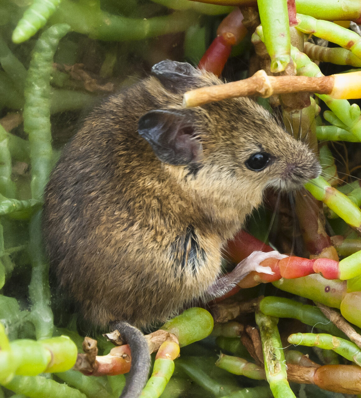 Species Spotlight: Salt Marsh Harvest Mouse - Green Foothills