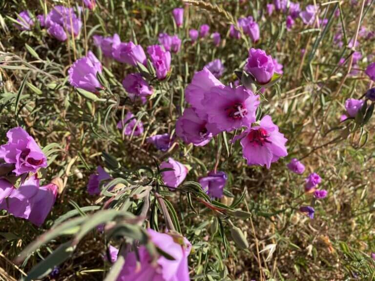 Species Spotlight: Clarkia - Green Foothills
