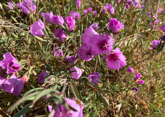 Coast Redwood - Green Foothills