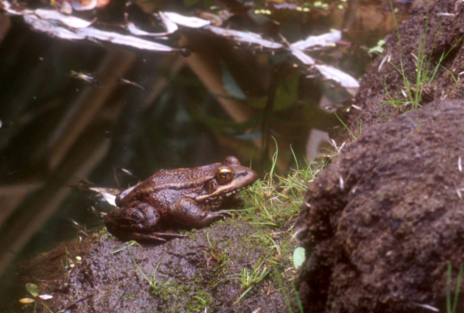 Species Spotlight: California Red-Legged Frog - Green Foothills